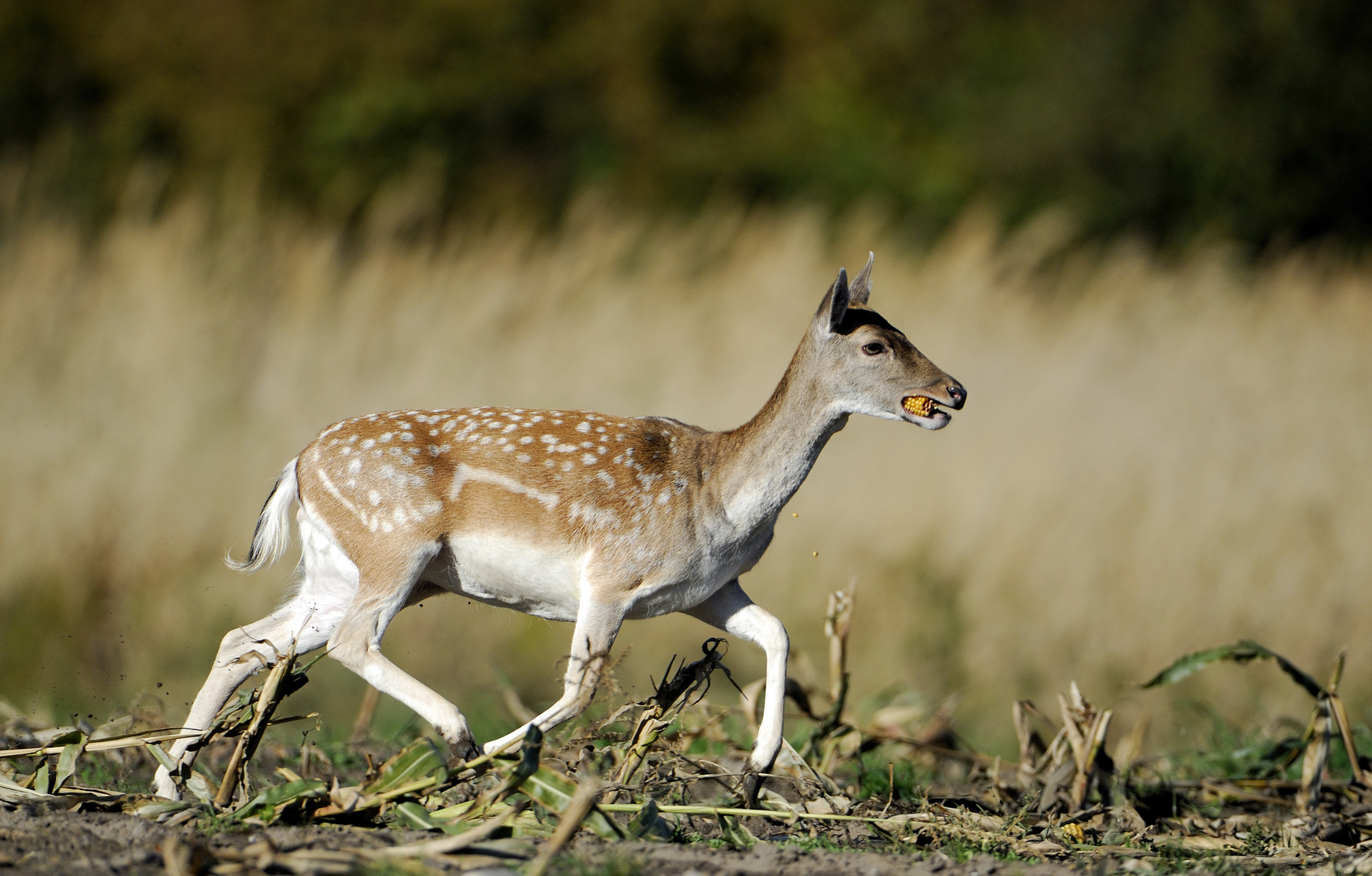 Damwild 2 Foto & Bild | tiere, wildlife, säugetiere Bilder auf ...