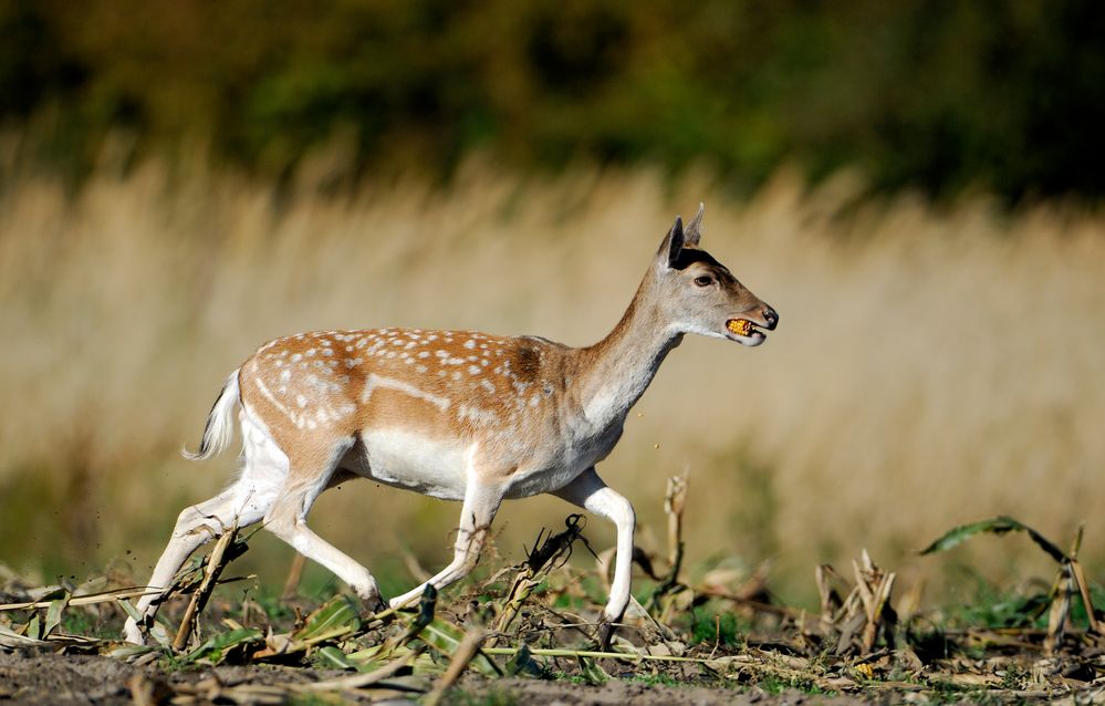 Damwild 2 Foto & Bild | tiere, wildlife, säugetiere Bilder auf ...