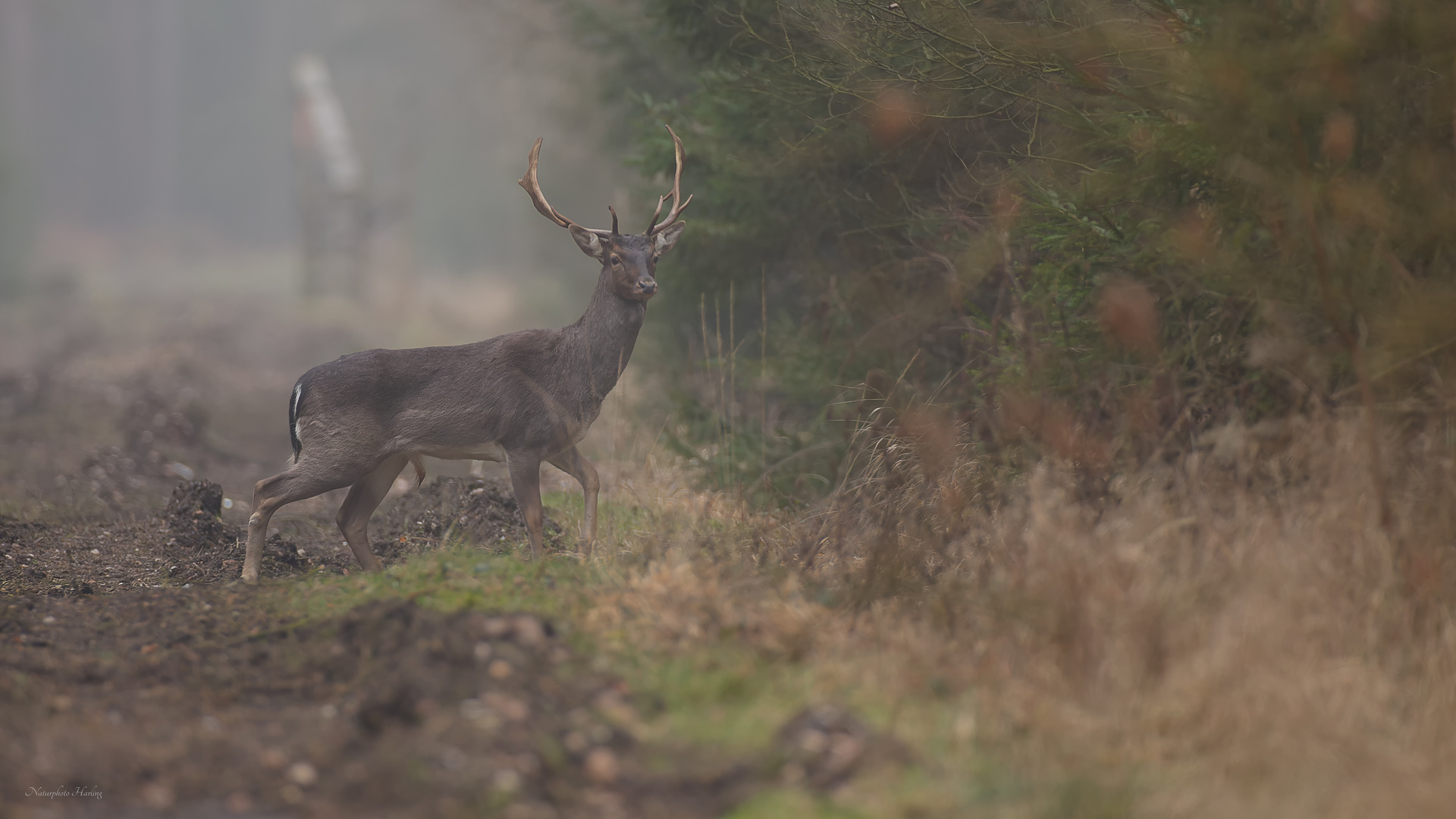 Damwild 25 (1 von 1) Foto & Bild | tiere, wildlife, winter Bilder auf ...