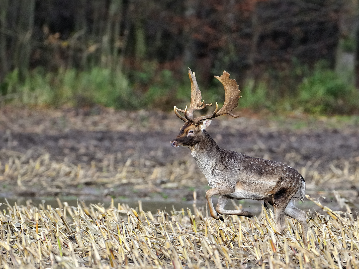 Damwild Foto & Bild | tiere, wildlife, säugetiere Bilder auf fotocommunity
