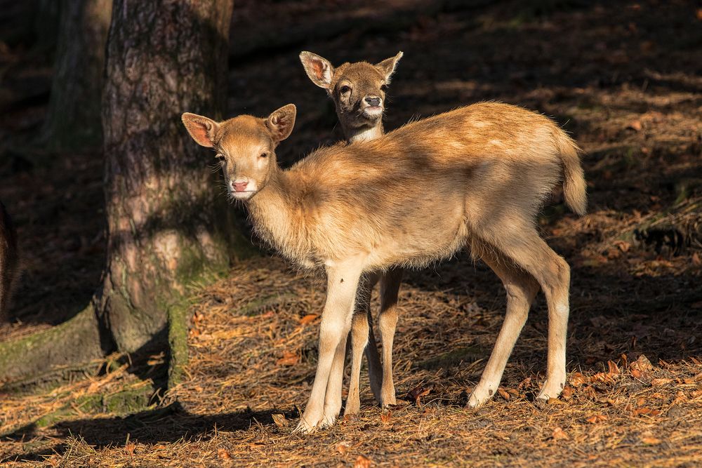 Damwild - 31101901 Foto & Bild | tiere, wildlife, wildlife: sonstige ...