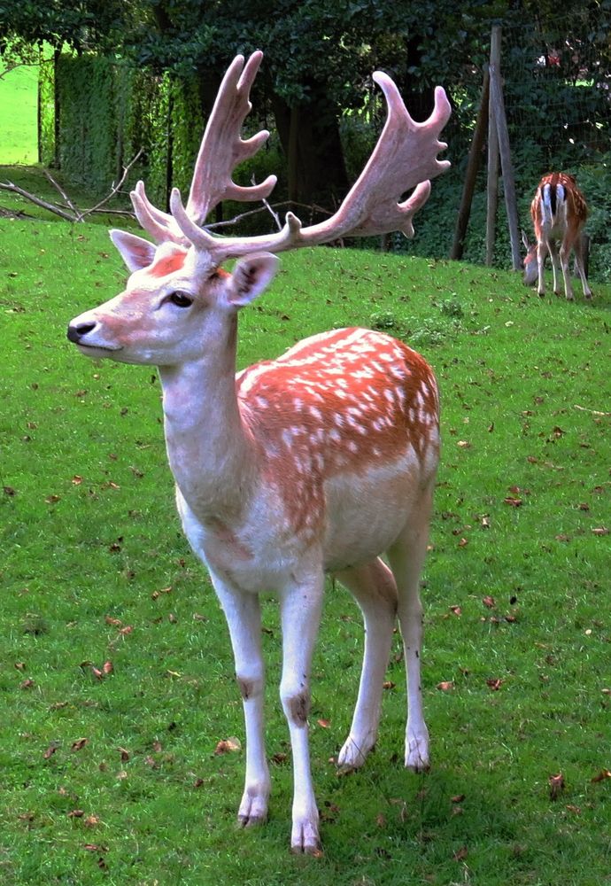 Damwild Foto & Bild | natur, tiere, wildlife Bilder auf fotocommunity