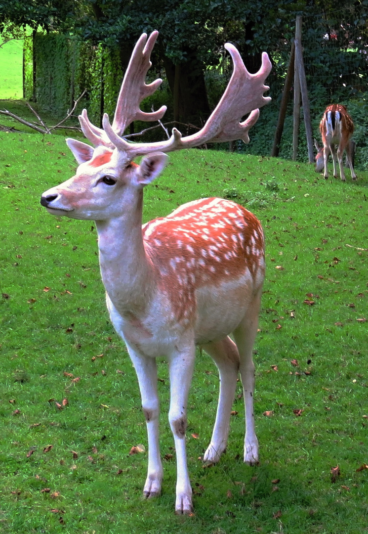 Damwild Foto & Bild | natur, tiere, wildlife Bilder auf fotocommunity