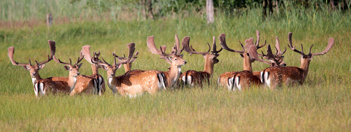 Damwild 6 Foto & Bild | natur, tier, tiere Bilder auf fotocommunity