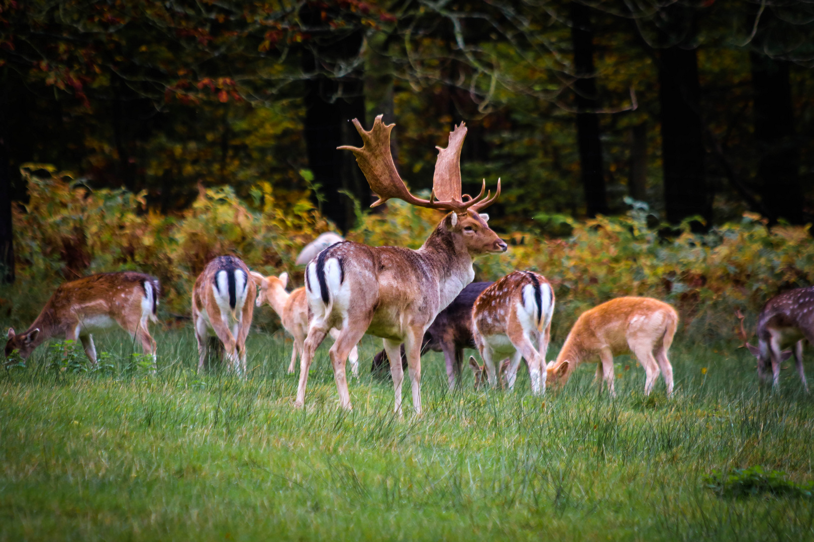 Damwild Foto & Bild | tiere, wildlife, säugetiere Bilder auf fotocommunity