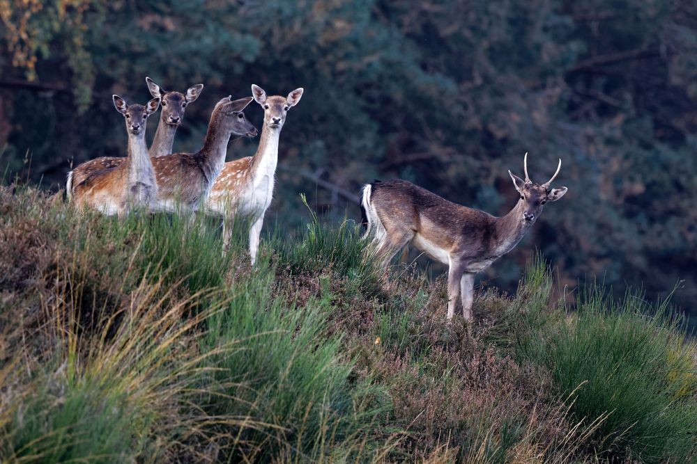 Damwild 6680 Foto & Bild | natur, tiere, wildlife Bilder auf fotocommunity