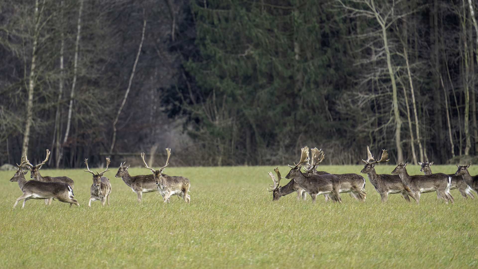 Damwild Foto & Bild | tiere, landschaft, jahreszeiten Bilder auf ...