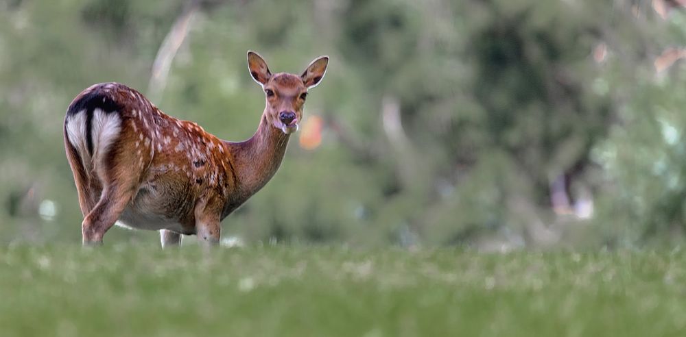 Damwild Foto & Bild | tiere, zoo, wildpark & falknerei, säugetiere ...