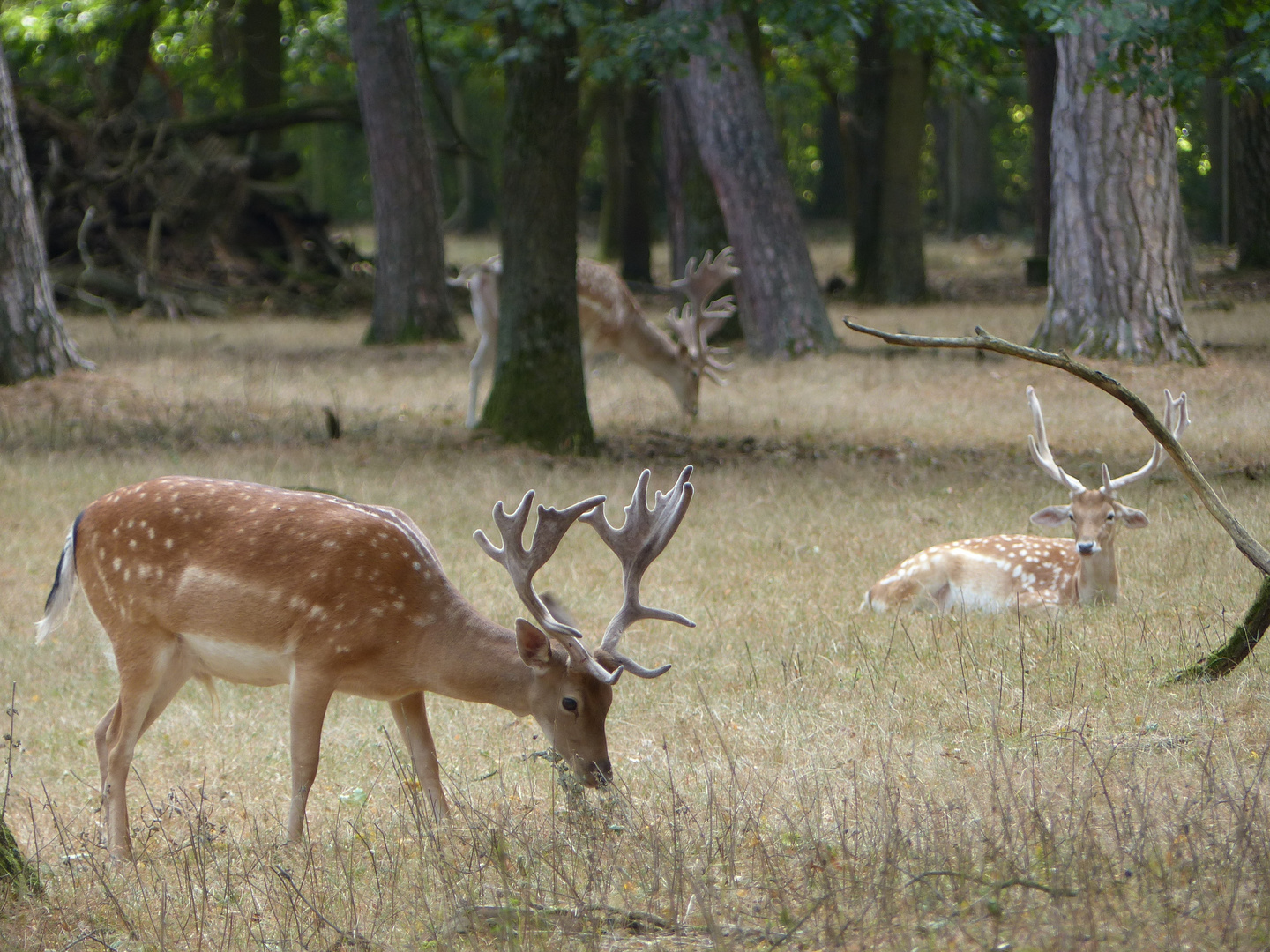 - Damwild - Foto & Bild | tiere, zoo, wildpark & falknerei, säugetiere ...