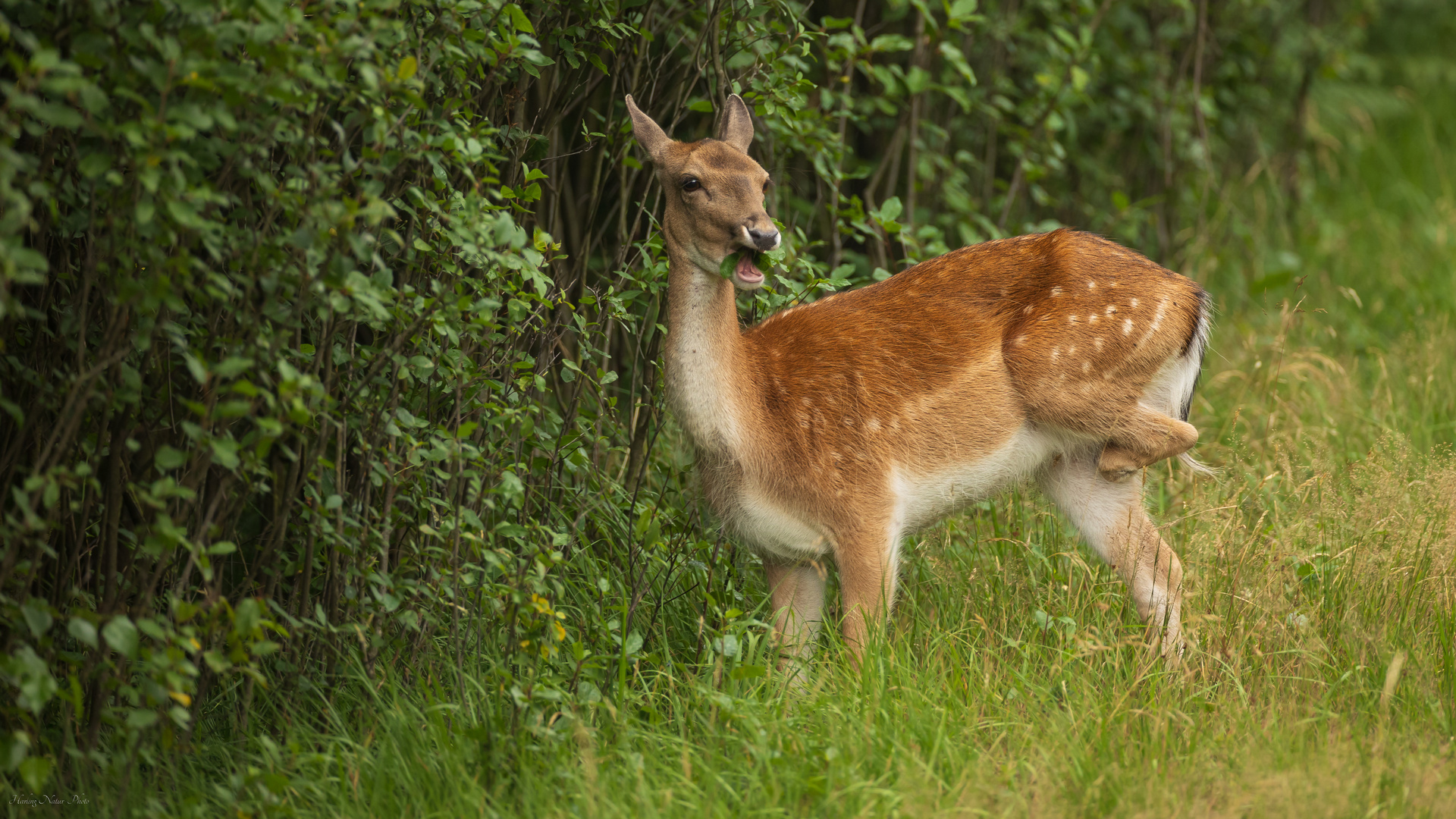 Damwild A4 (1 von 1) Foto & Bild | tiere, wildlife, natur Bilder auf ...