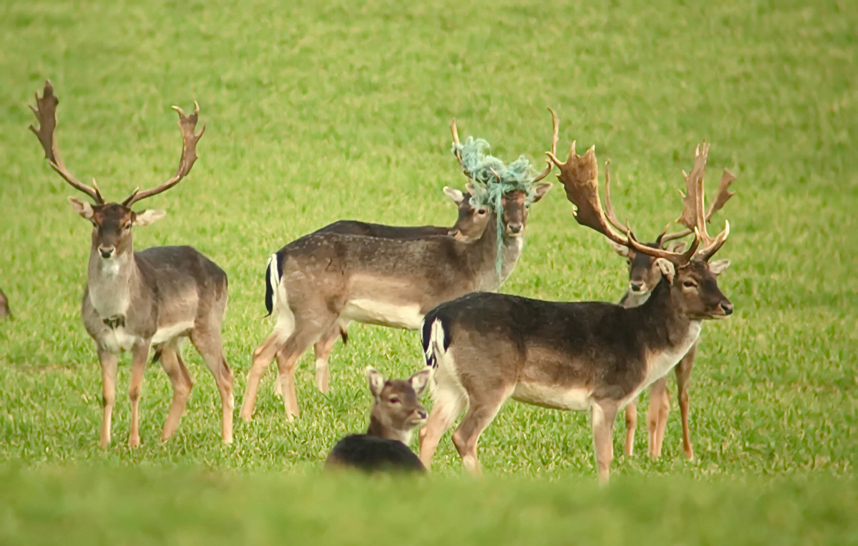 damwild auf der Saat Foto & Bild | tiere, wildlife, säugetiere Bilder ...