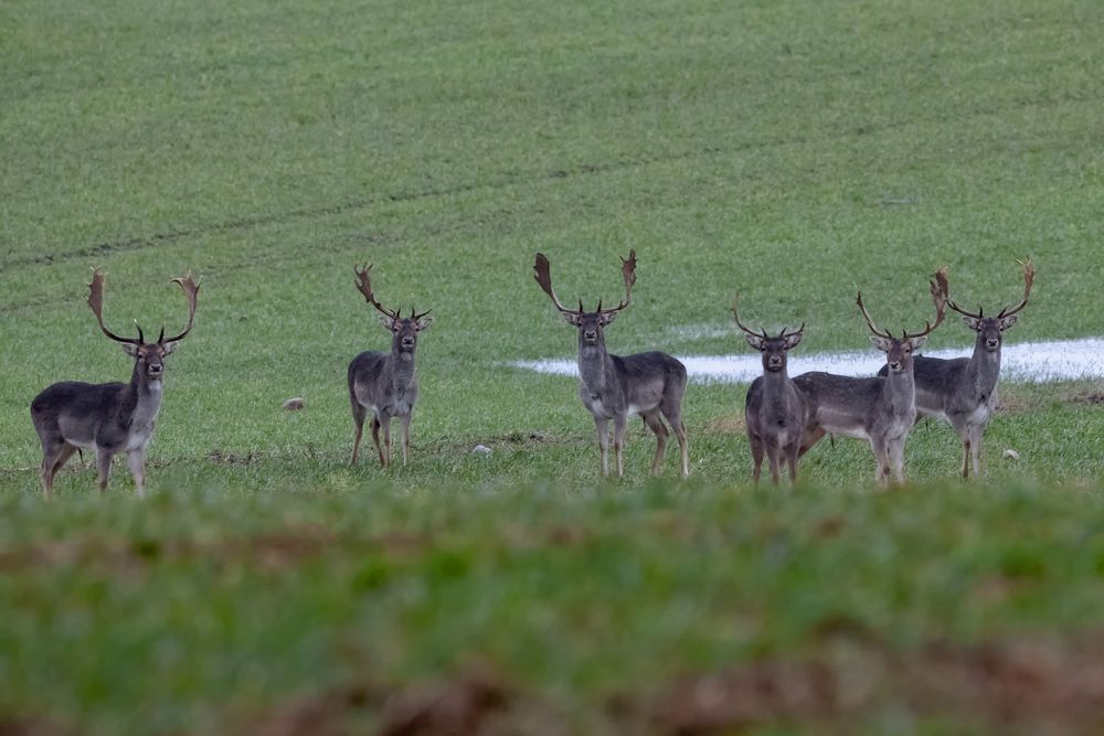 Damwild Foto & Bild | nature, natur, naturfoto Bilder auf fotocommunity