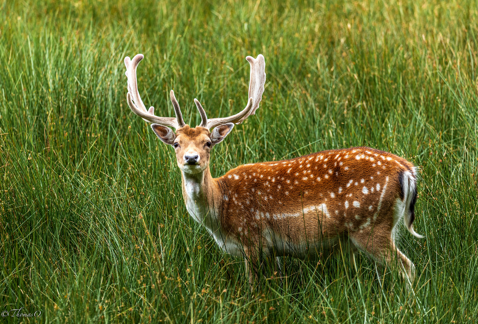 Damwild Foto & Bild | fotos, world, natur Bilder auf fotocommunity