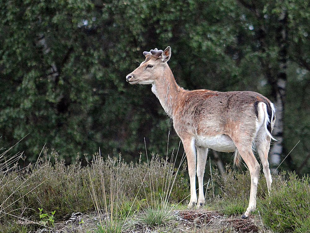 Damwild Foto & Bild | fotos, winter, natur Bilder auf fotocommunity