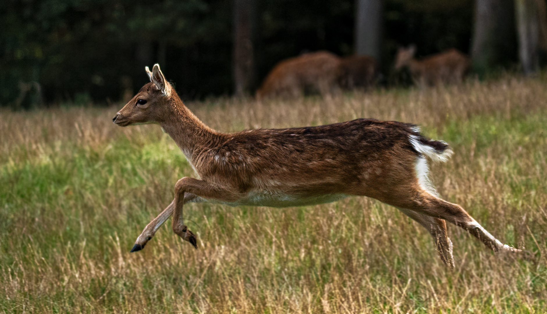 Damwild-Dame 007 Foto & Bild | deutschland, europe, nordrhein ...