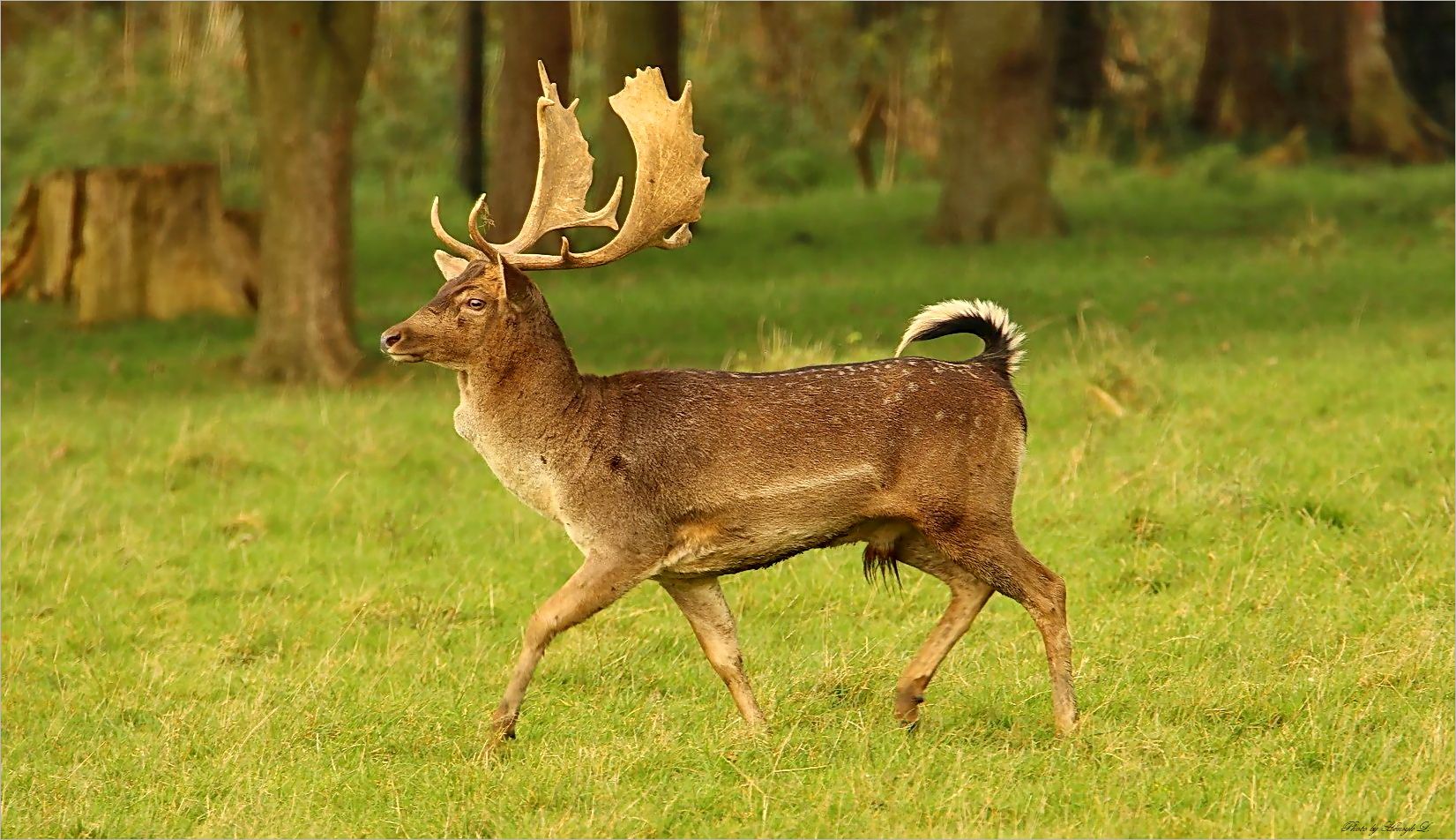 Damwild Foto & Bild | tiere, wildlife, säugetiere Bilder auf fotocommunity