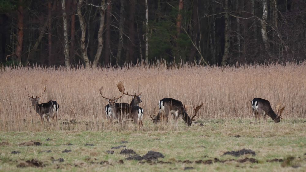 Damwild ... Foto & Bild | natur, tiere, wildlife Bilder auf fotocommunity