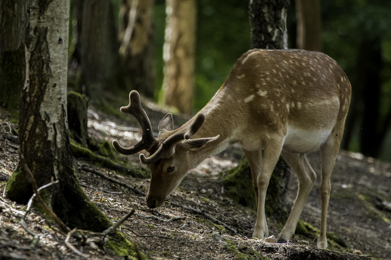 Damwild Foto & Bild | wald, frühling, natur Bilder auf fotocommunity
