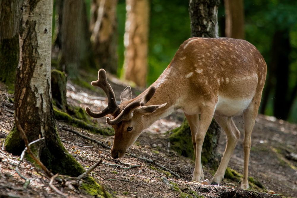 Damwild Foto & Bild | wald, frühling, natur Bilder auf fotocommunity