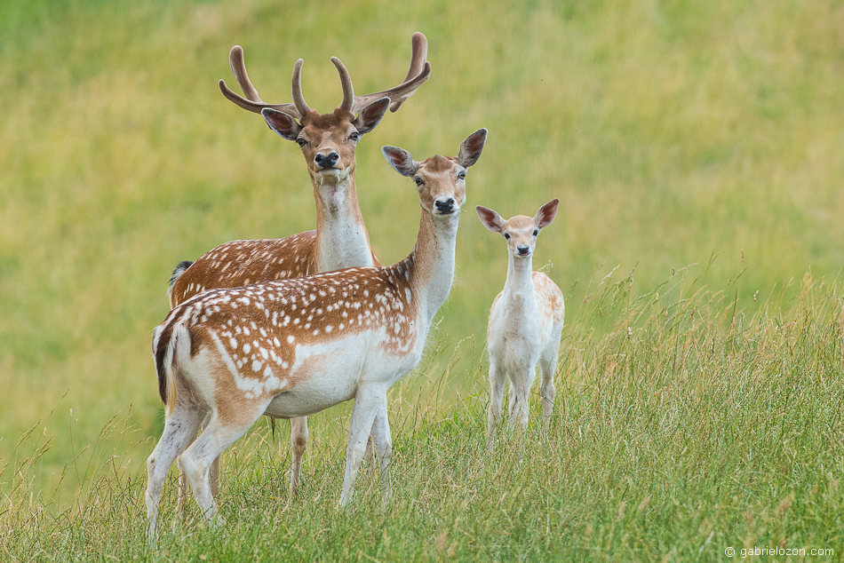 Damwild Familie Foto & Bild | tiere, wildlife, säugetiere Bilder auf ...