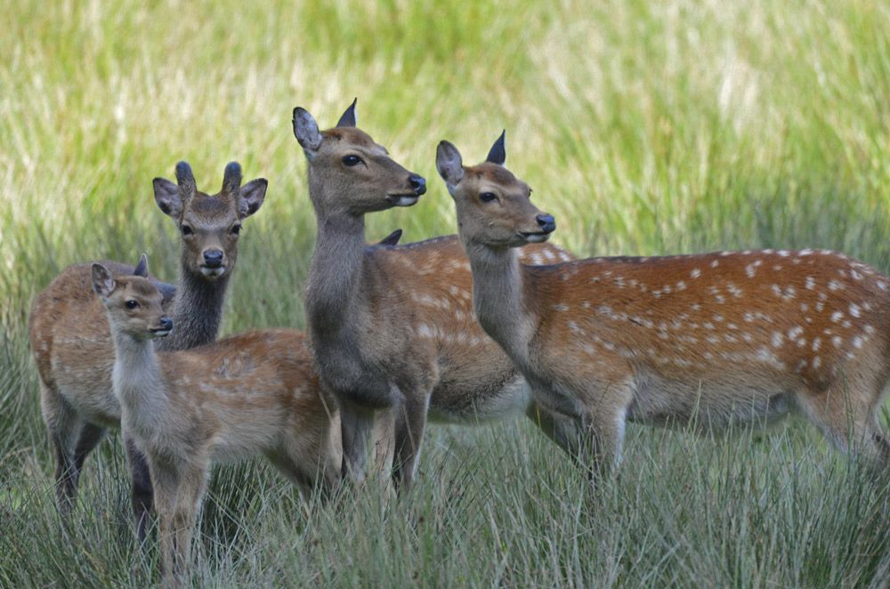 Damwild Family Foto & Bild | tiere, wildlife, säugetiere Bilder auf ...