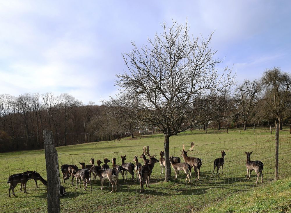 Damwild-Gehege Foto & Bild | natur, motive, odenheim Bilder auf ...