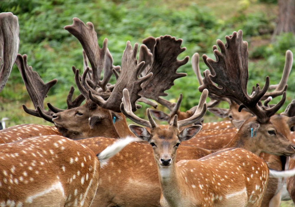 Damwild "geweiht" Foto & Bild | deutschland, europe, nordrhein ...