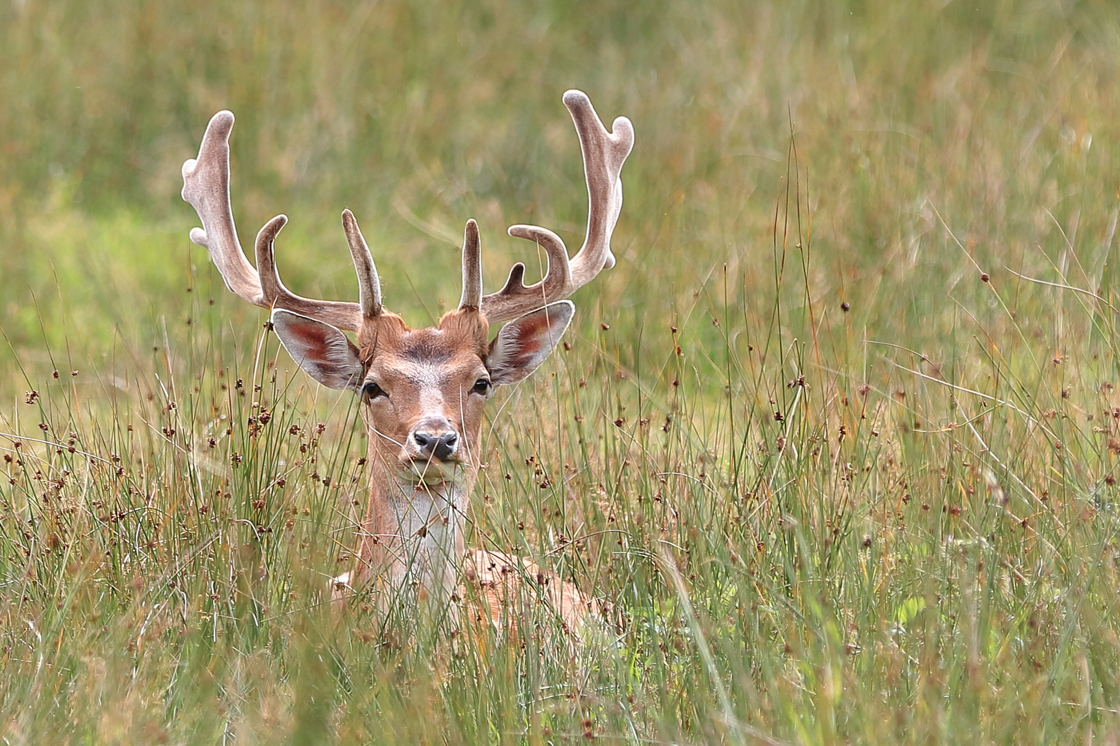 Damwild-Hirsch (3) Foto & Bild | deutschland, europe, hessen Bilder auf ...