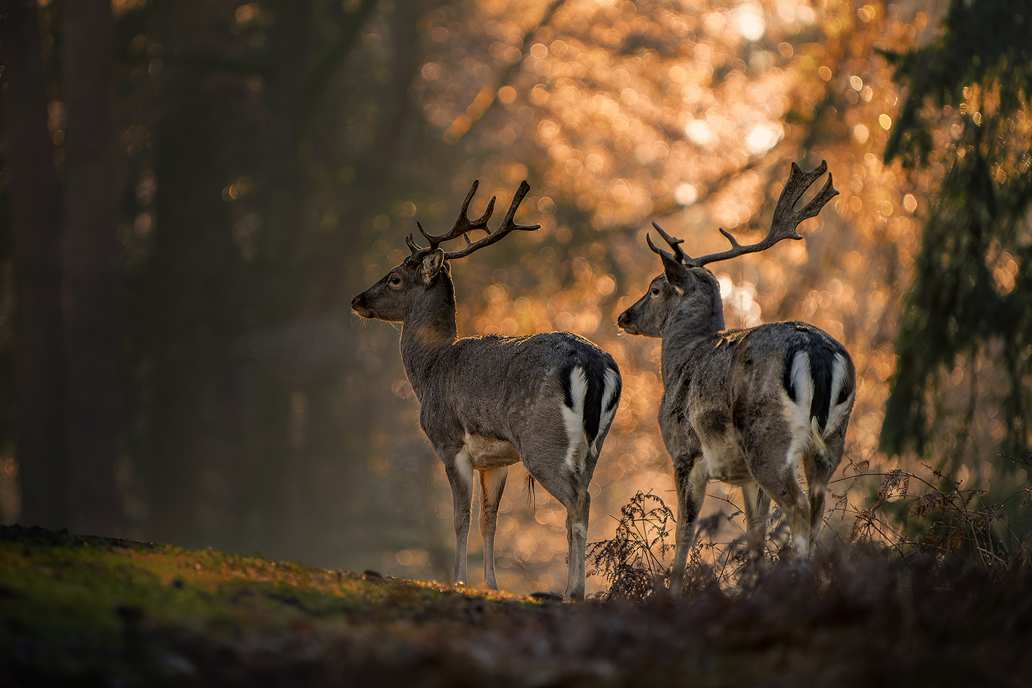 Damwild im Morgenlicht Foto & Bild | tiere, wildlife, säugetiere Bilder ...