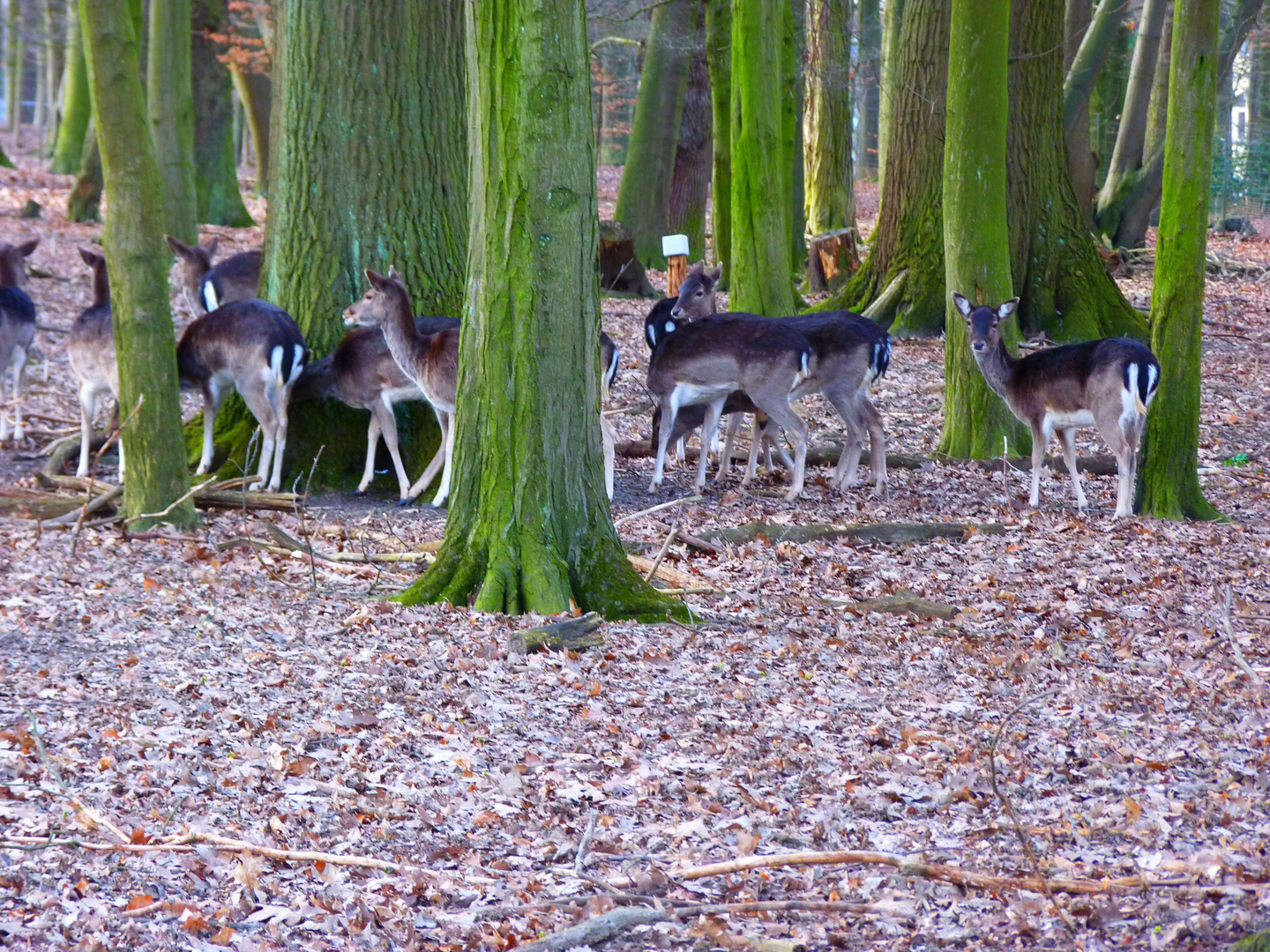 Damwild im Tiergehege Foto & Bild | tiere, wildlife, wildlife: sonstige ...