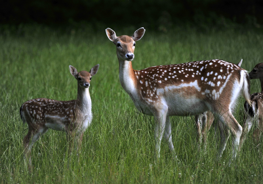 Damwild Kalb mit Mutter- Fallow dear calf with mother Foto & Bild ...