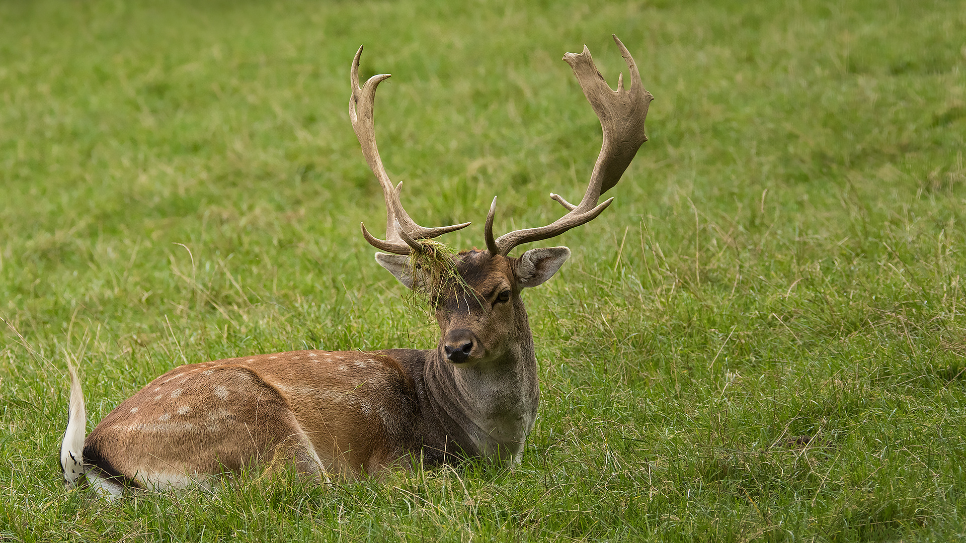 Damwild männlich Foto & Bild | landschaft, lebensräume, sommer Bilder ...