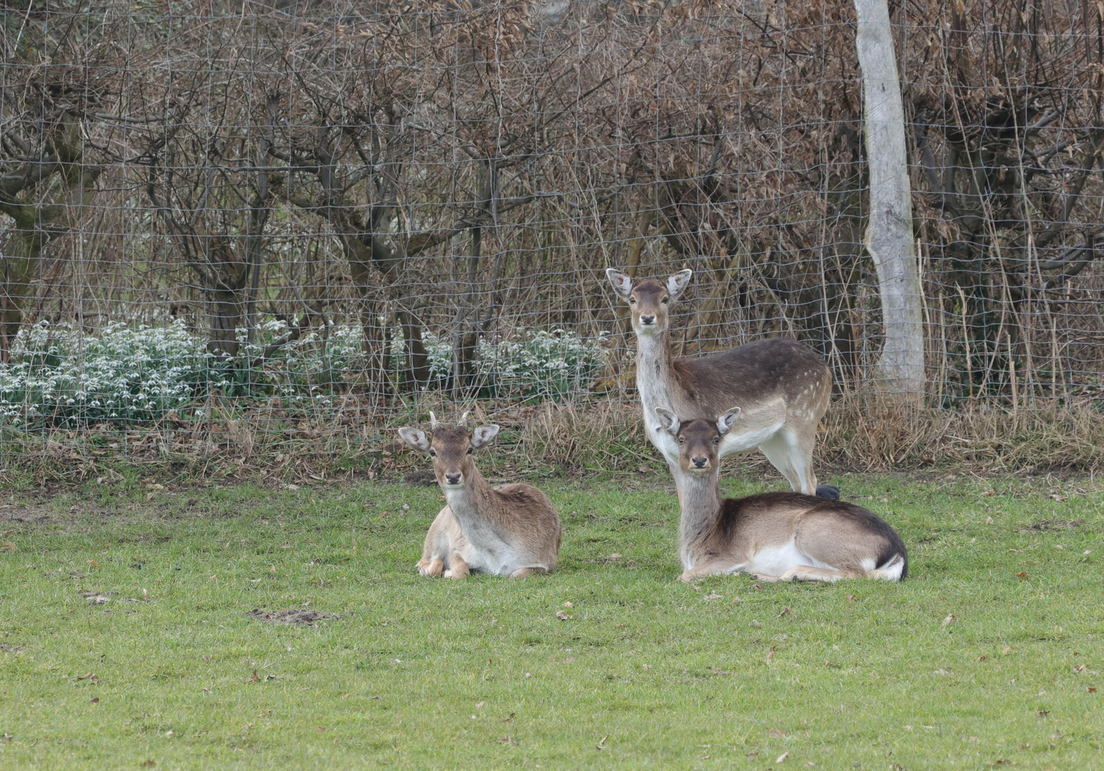 Damwild ( Privat Gehege) Foto & Bild | tiere, zoo, wildpark & falknerei ...