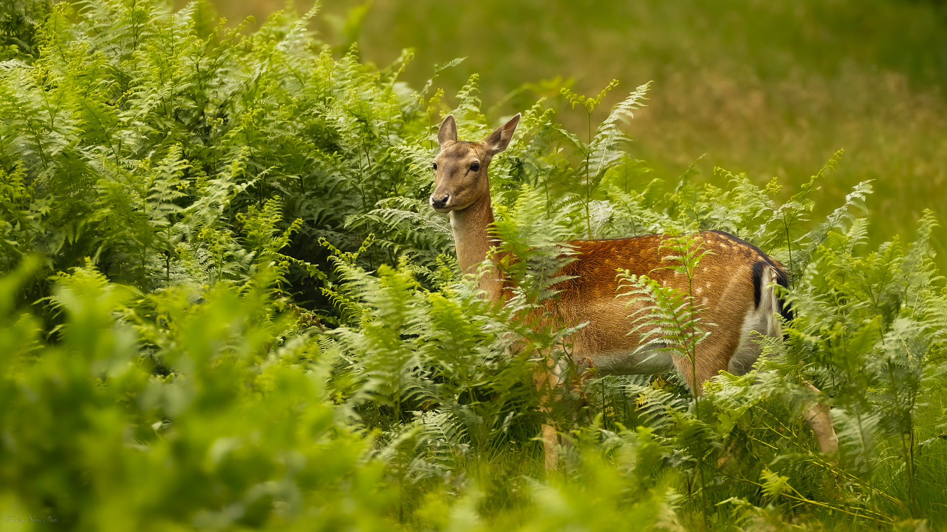 Damwild s2 (1 von 1) Foto & Bild | tiere, wildlife, natur Bilder auf ...