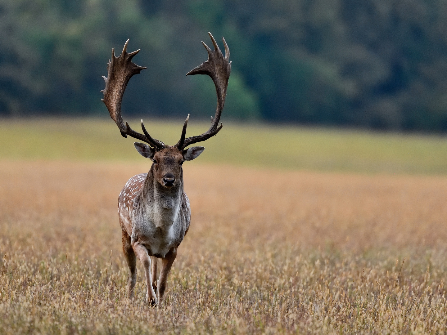 Damwild-September 2019-3 Foto & Bild | tiere, wildlife, säugetiere ...