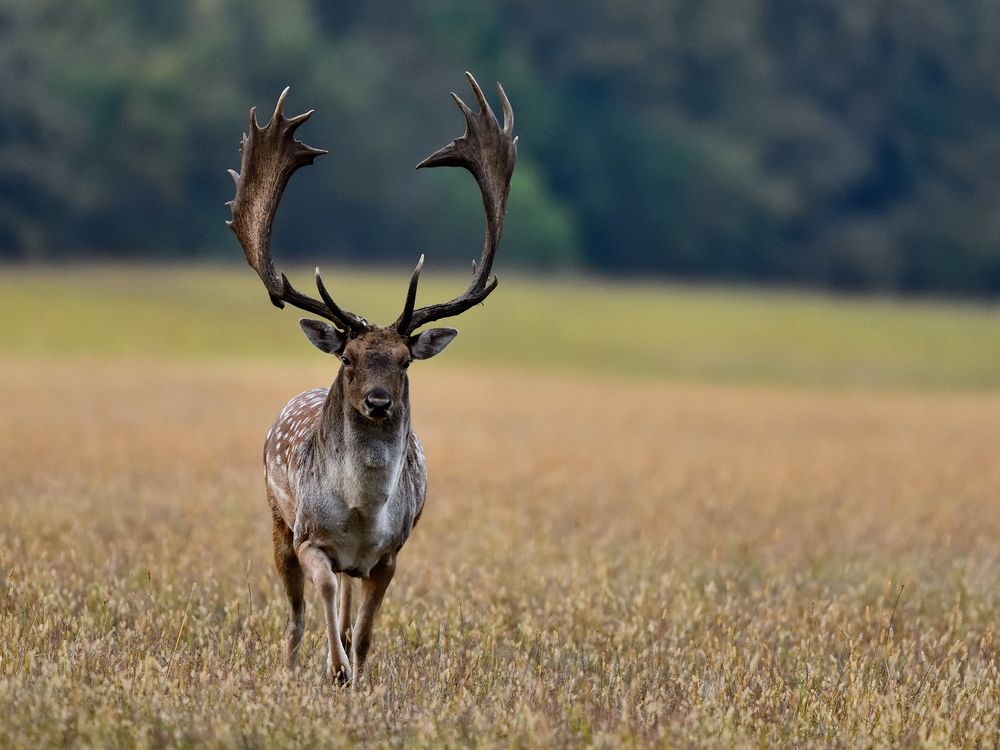 Damwild-September 2019-3 Foto & Bild | tiere, wildlife, säugetiere ...