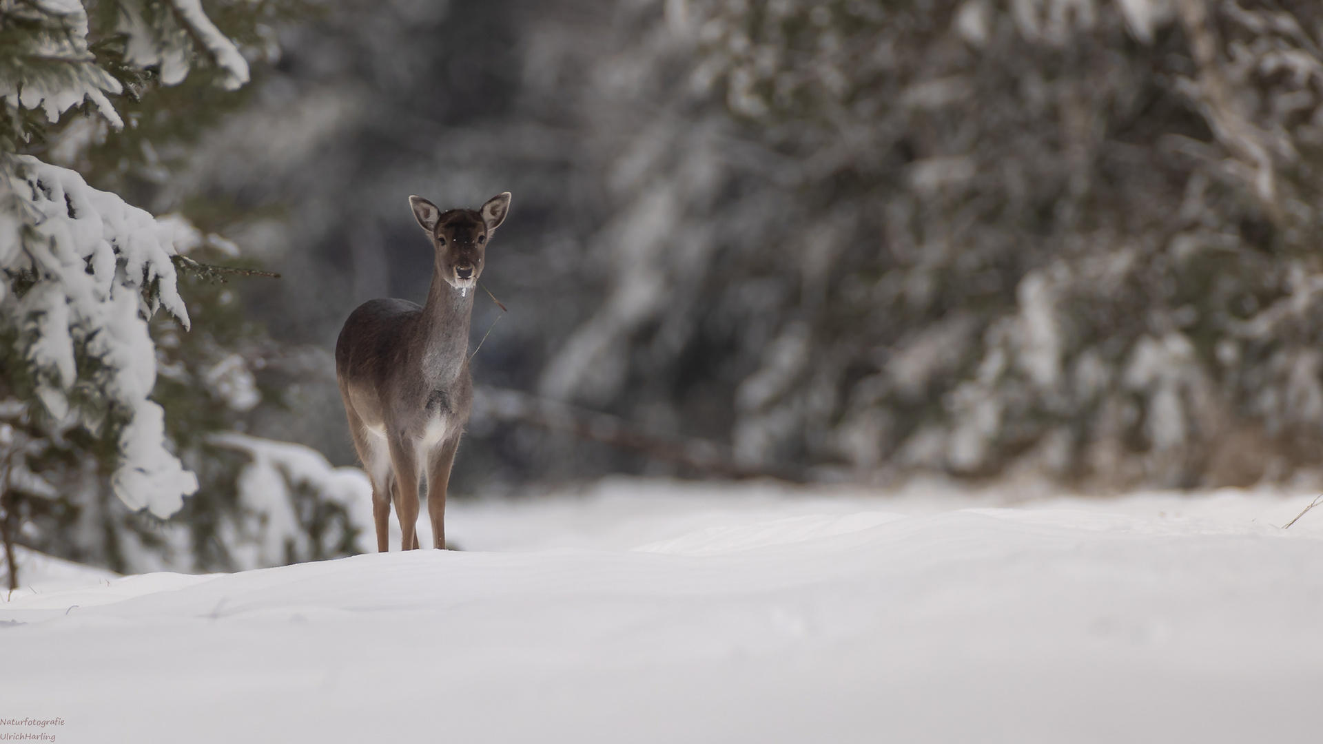 Damwild Winter-5655 Foto & Bild | natur, tiere, wildlife Bilder auf ...