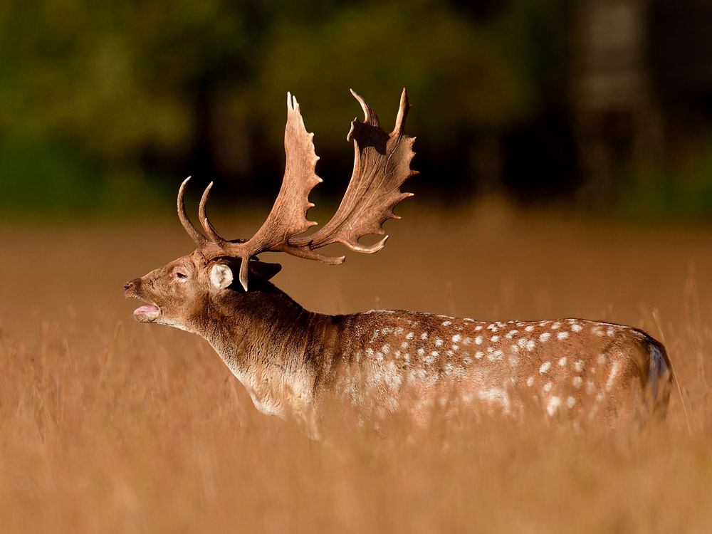 Damwildbrunft Foto & Bild | natur, tiere, wildlife Bilder auf fotocommunity
