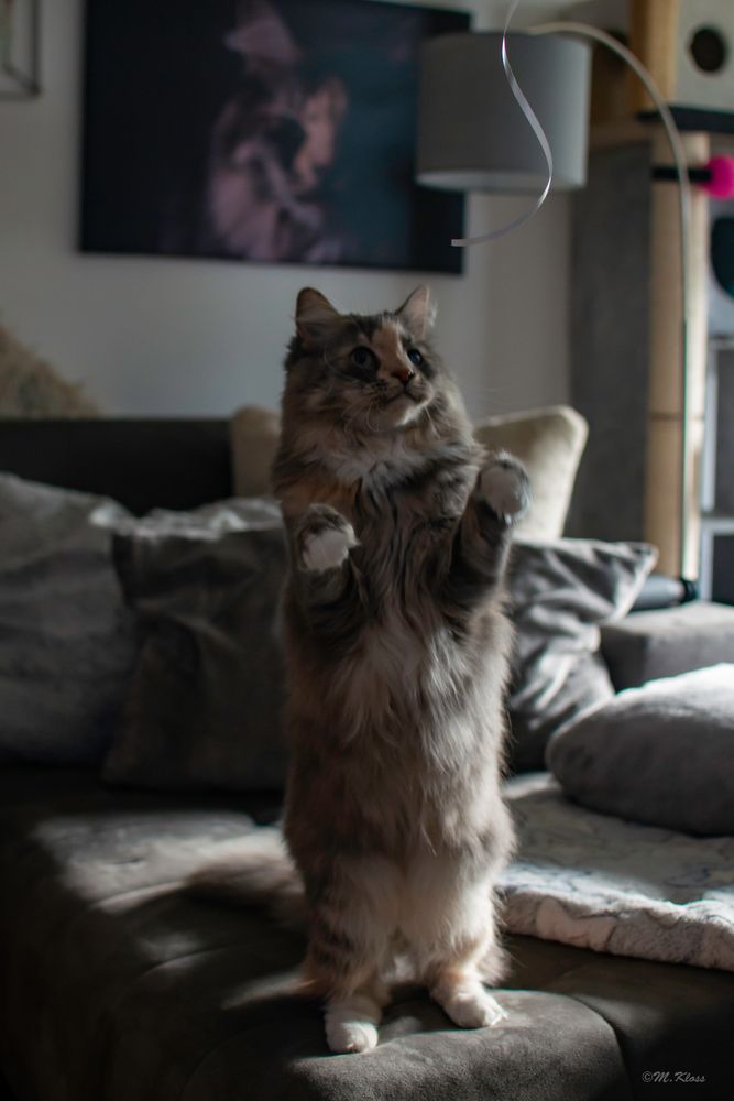 Dancing Cats Foto & Bild | tiere, haustiere, katzen Bilder auf fotocommunity