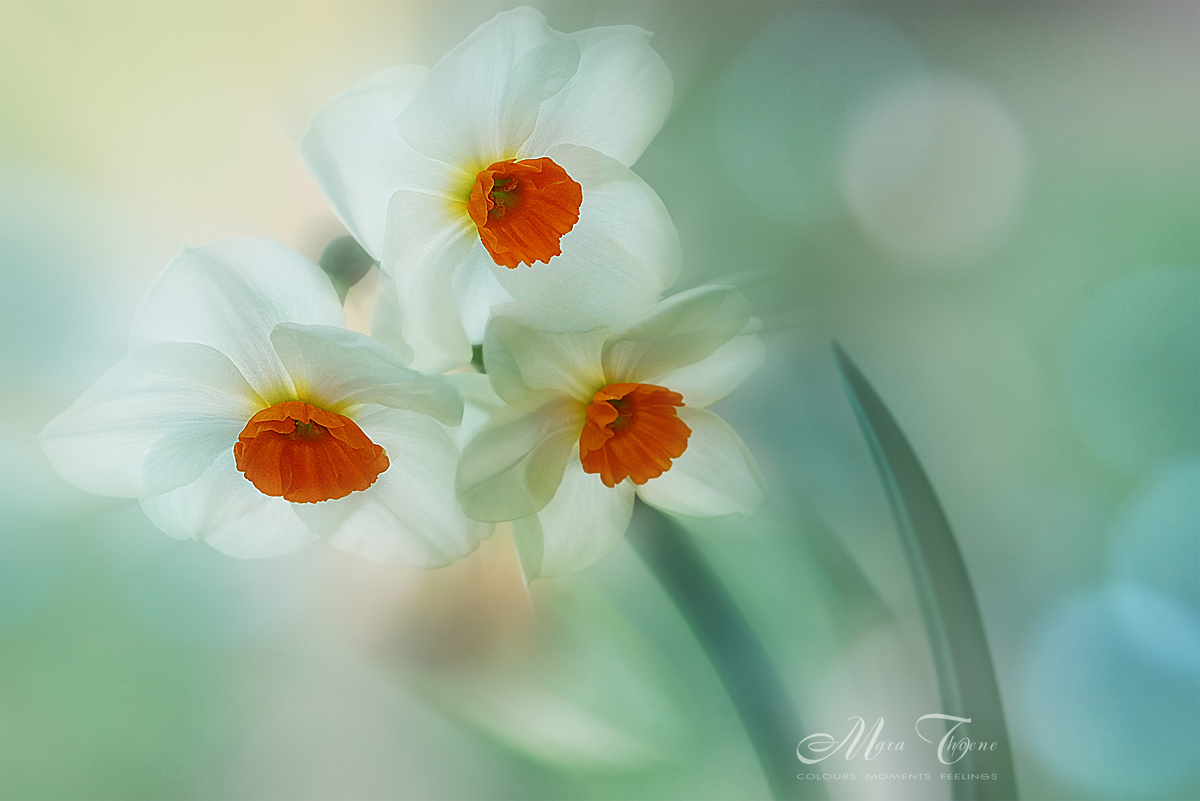 Dancing daffodils Foto & Bild | natur-kreativ, aufnahmetechniken, natur ...