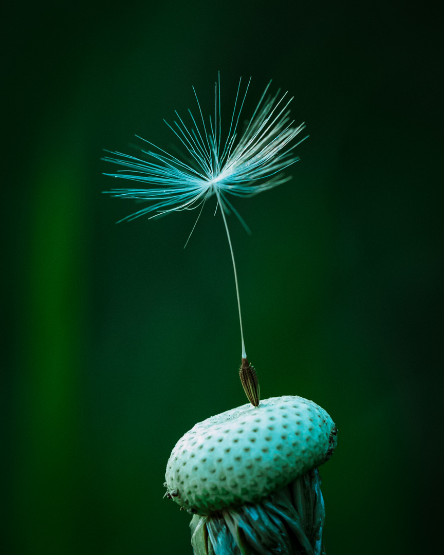 Dancing Dandelion Foto & Bild | foto des jahres: lebensräume, art, flowers Bilder auf fotocommunity