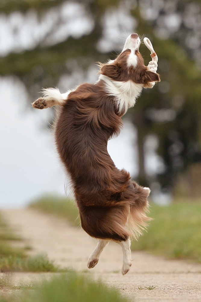 *Dancing Dog* Foto & Bild | tiere, haustiere, hunde Bilder auf ...