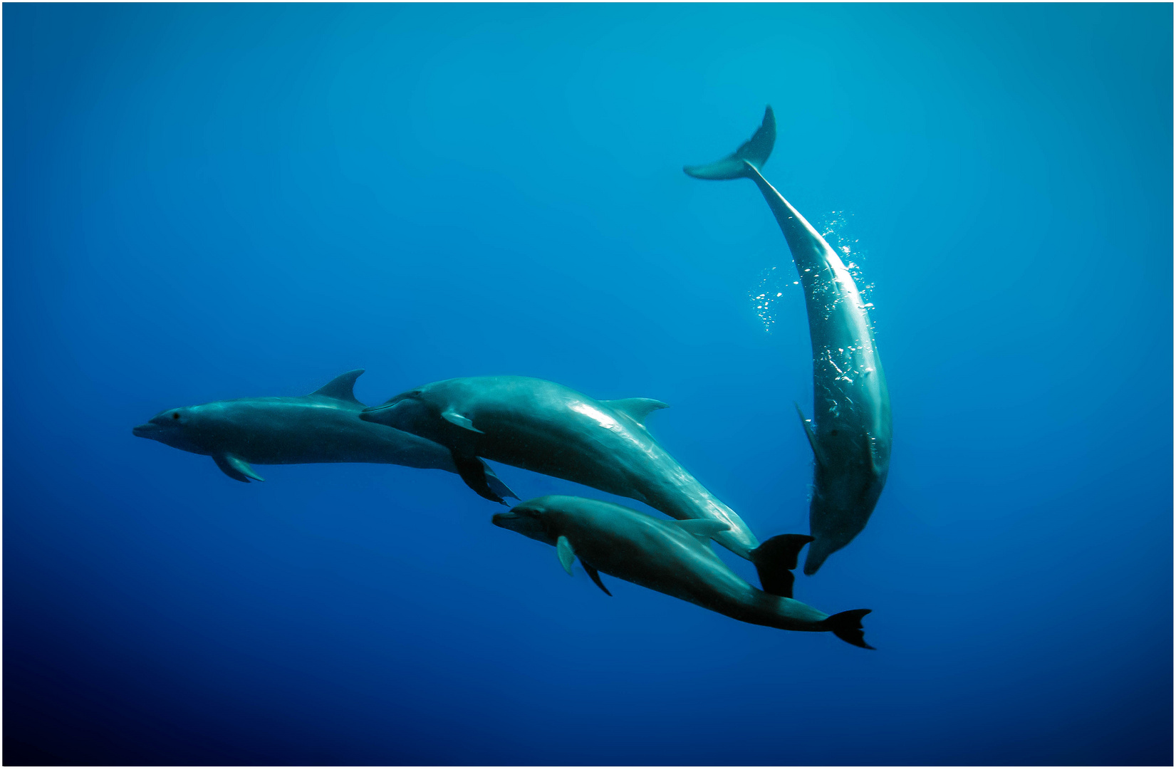 Dancing Dolphins Foto & Bild | unterwasser, uw-salzwasser, natur ...