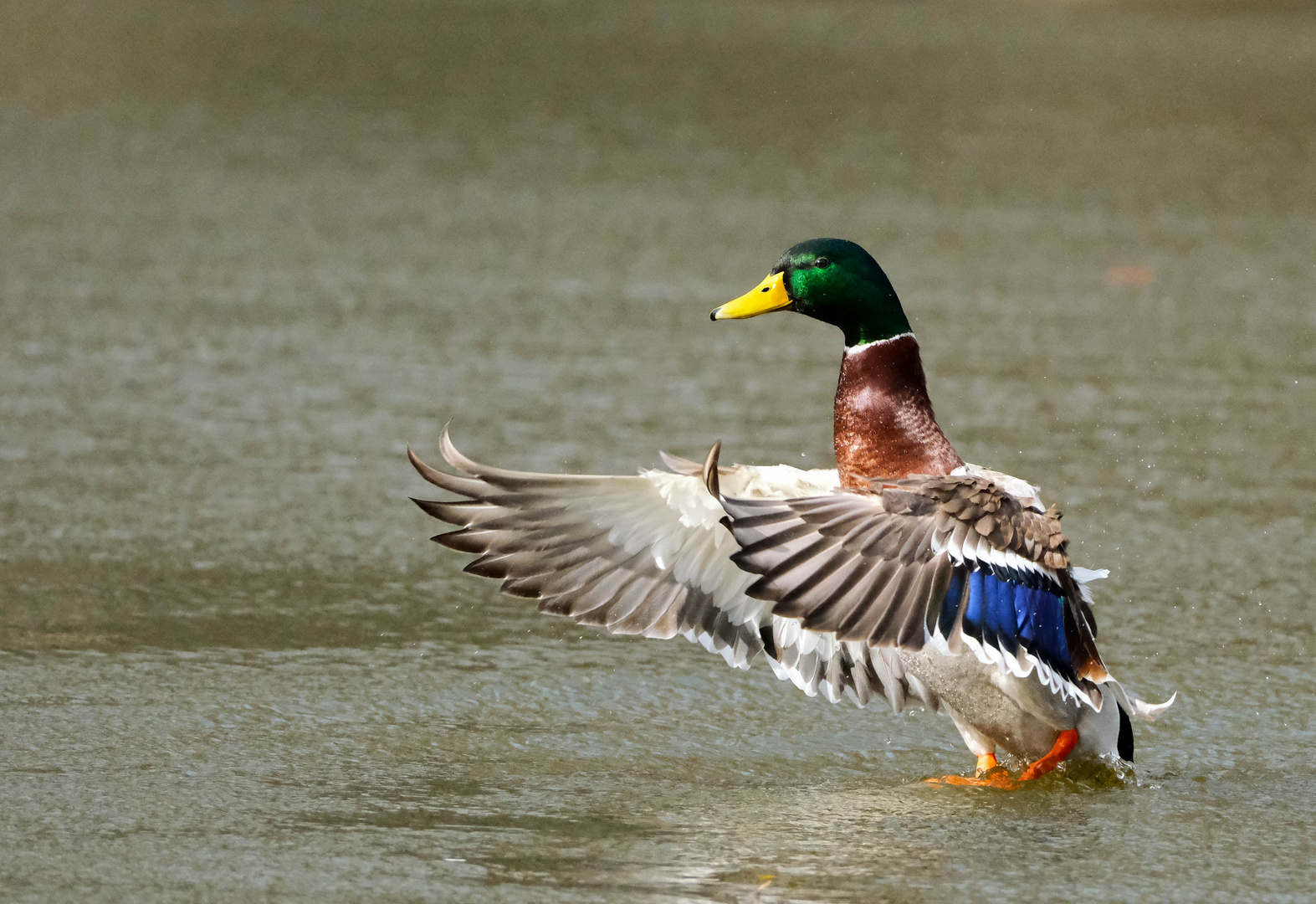 Dancing Duck Foto & Bild | tiere, wildlife, wild lebende vögel Bilder ...