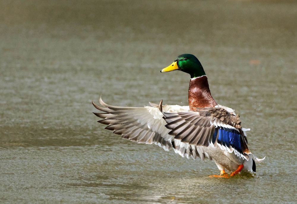 Dancing Duck Foto & Bild | tiere, wildlife, wild lebende vögel Bilder ...
