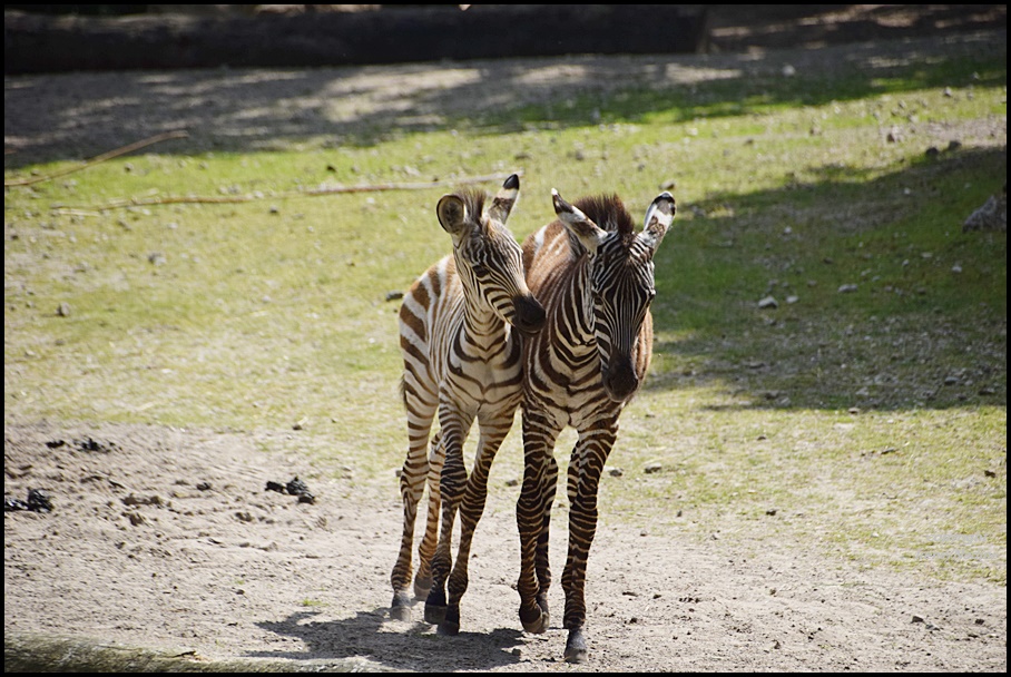 Dancing Duo !!! Foto & Bild | natur, nähe, zoo Bilder auf fotocommunity