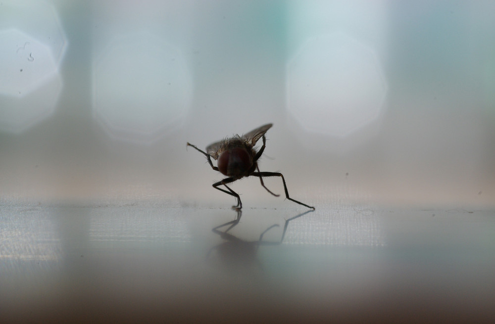 dancing fly Foto & Bild | tiere, wildlife, insekten Bilder auf ...