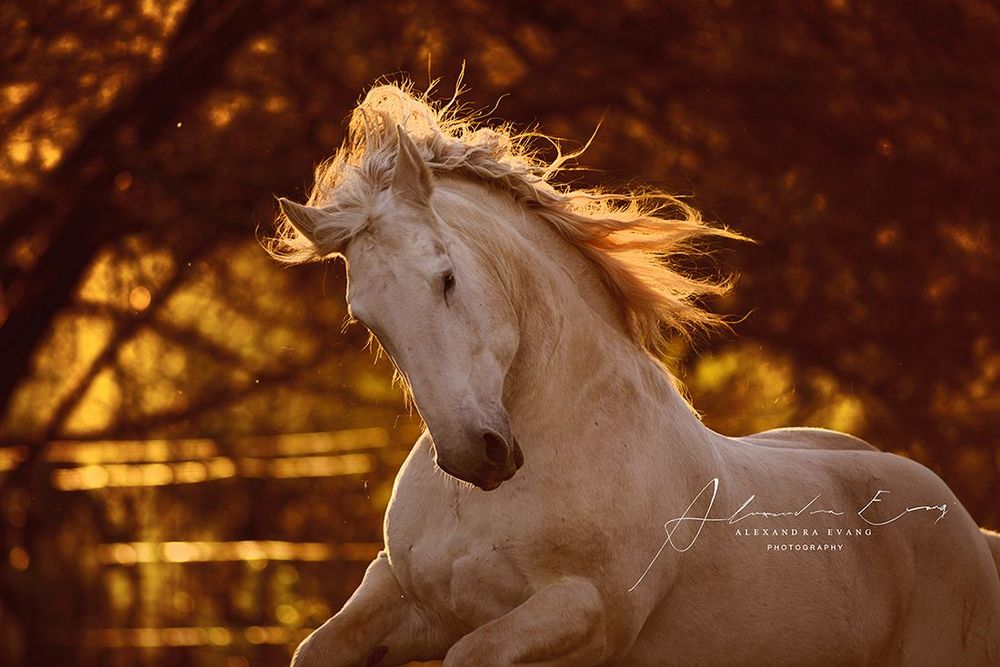 Dancing Horse Foto & Bild | africa, southern africa, south africa ...