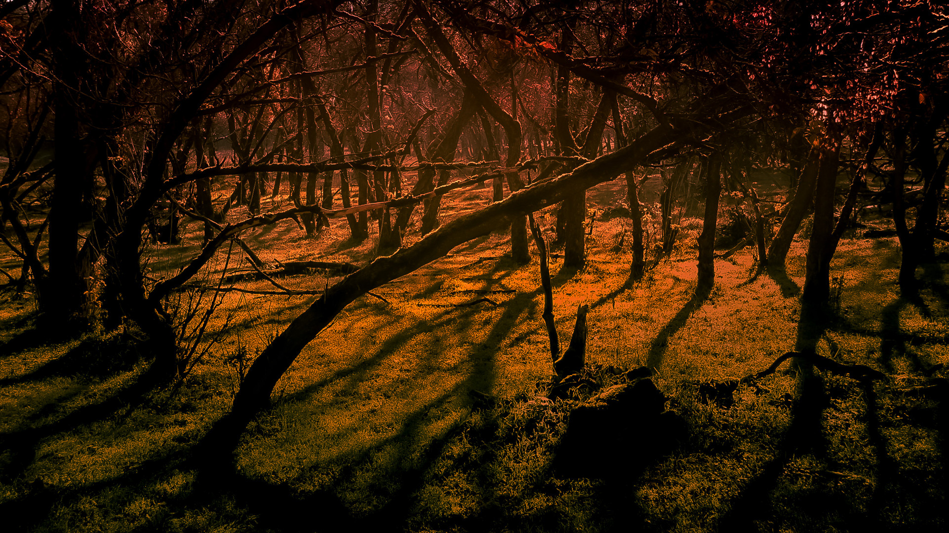 dancing trees Foto & Bild | deutschland, europe, berlin Bilder auf ...