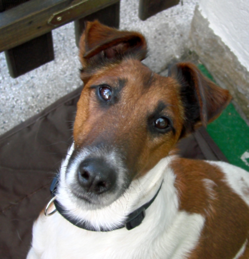 DANKE !!!! Foto & Bild | tiere, haustiere, hunde Bilder auf fotocommunity